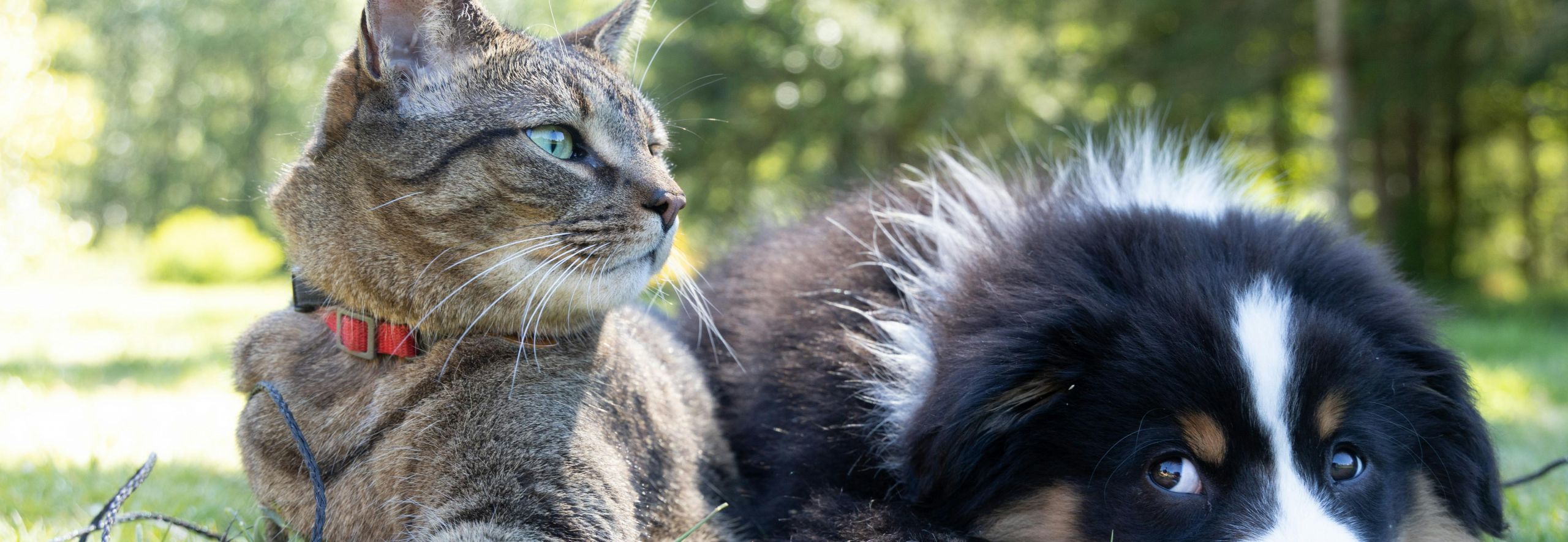 Animal Licensing and Control Bylaw | Engaged Edmonton